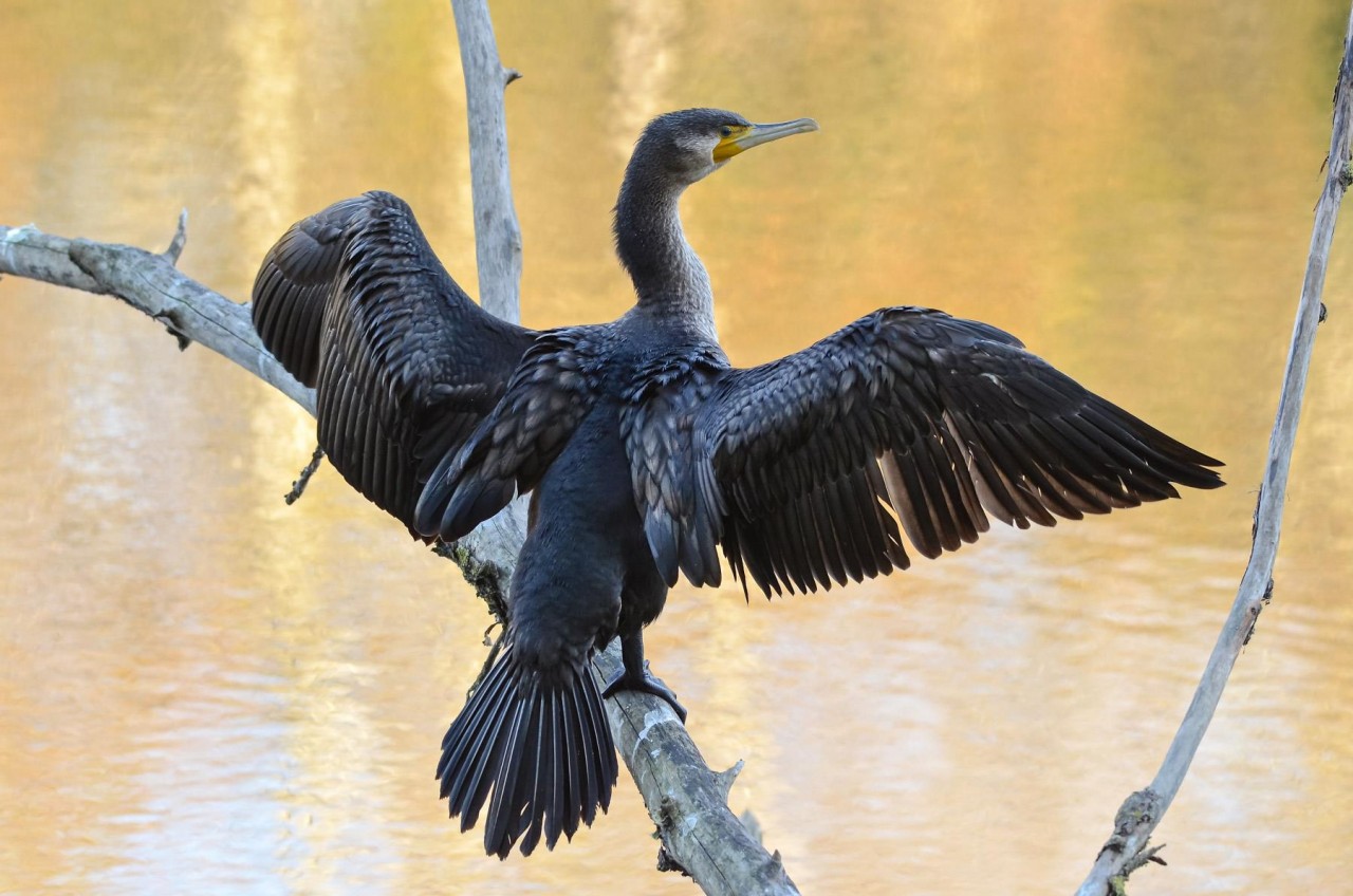Cormorano a pesca all'Abbadia | Cronache Maceratesi