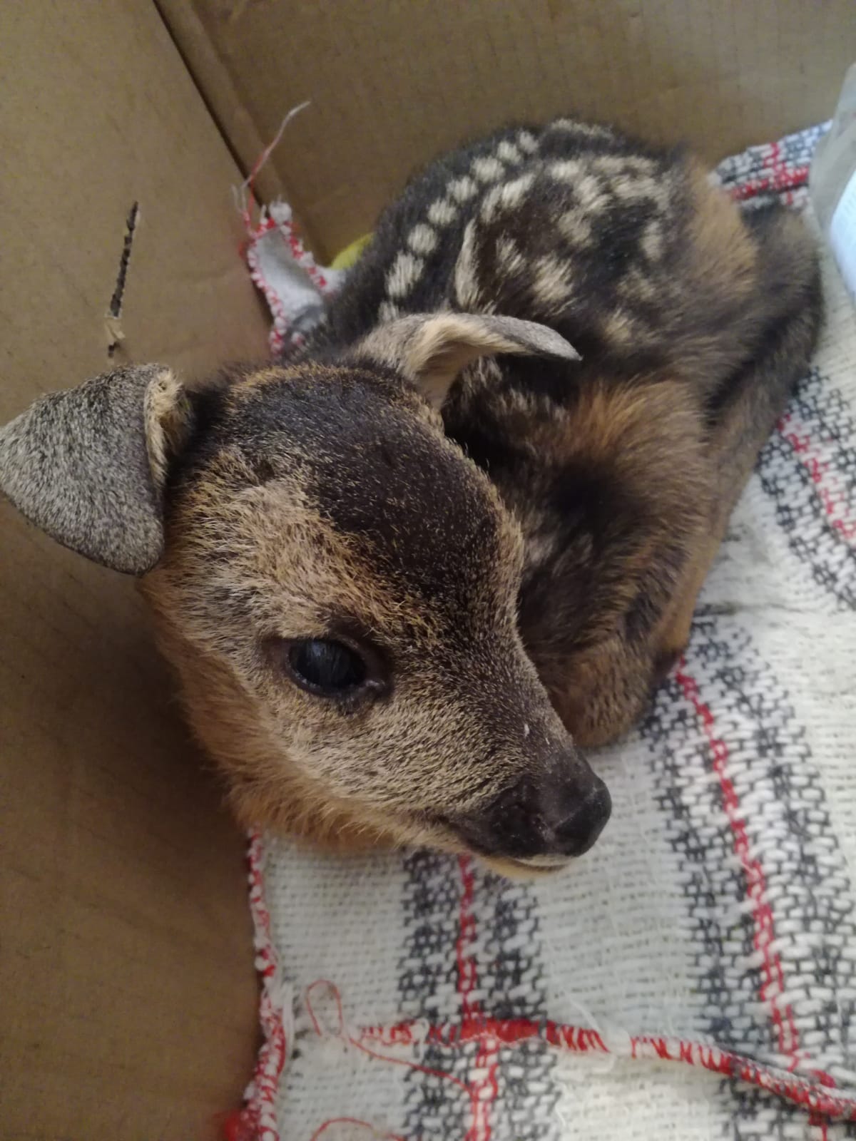 Cuccioli di capriolo, cervo e camoscio: «Non toccateli o saranno ...